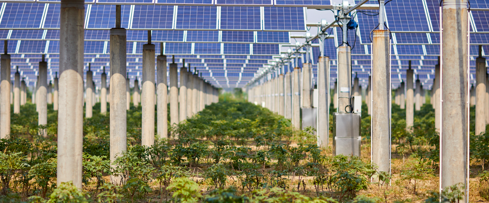 How Agrivoltaic Farming Promotes Renewable Agriculture - KnowHow
