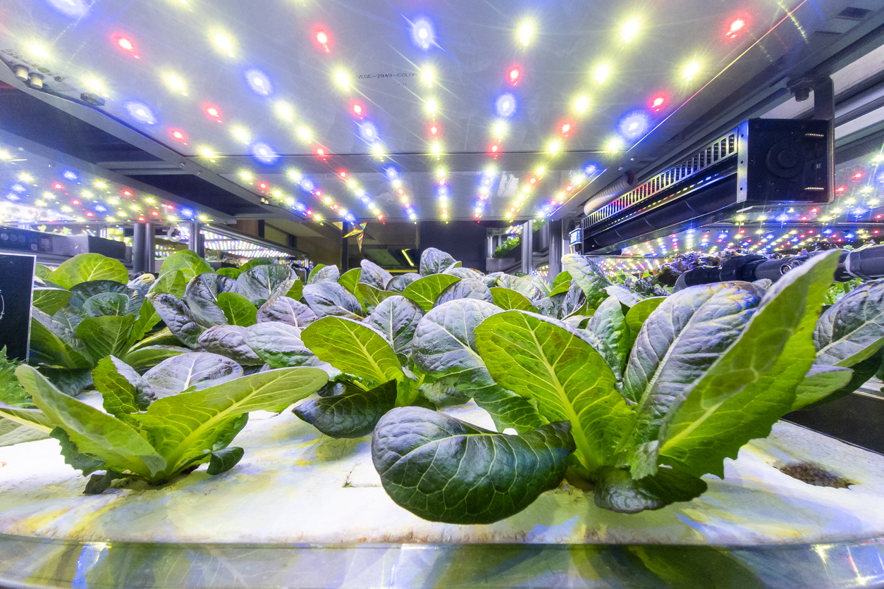Uses of Colour LEDs in Horticultural Lighting - KnowHow