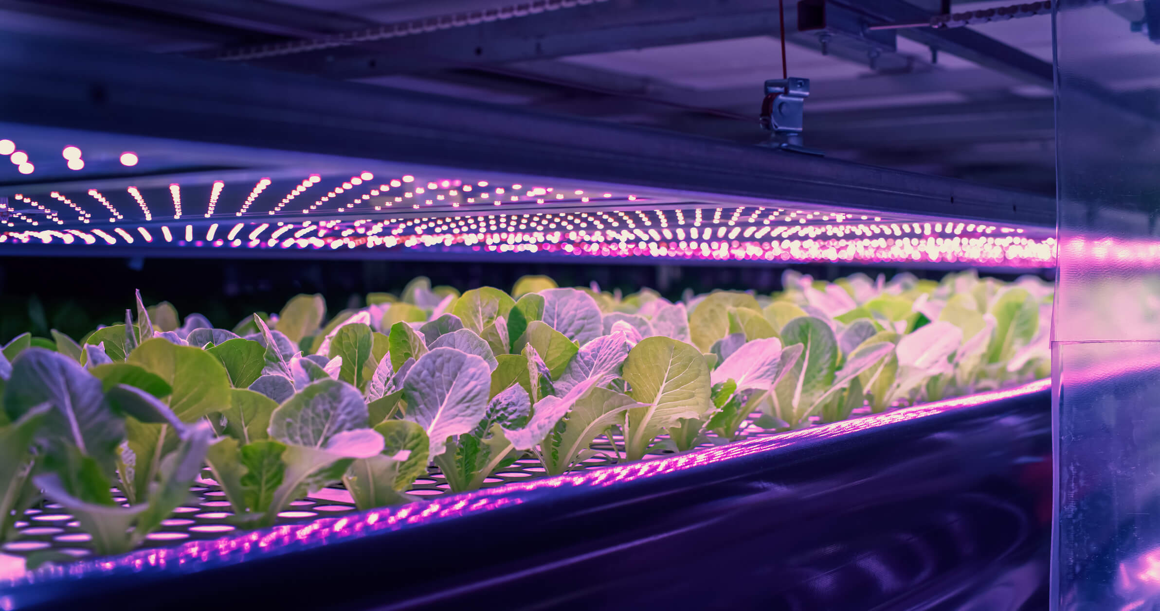 Powering LED Agriculture with MEAN WELL - KnowHow