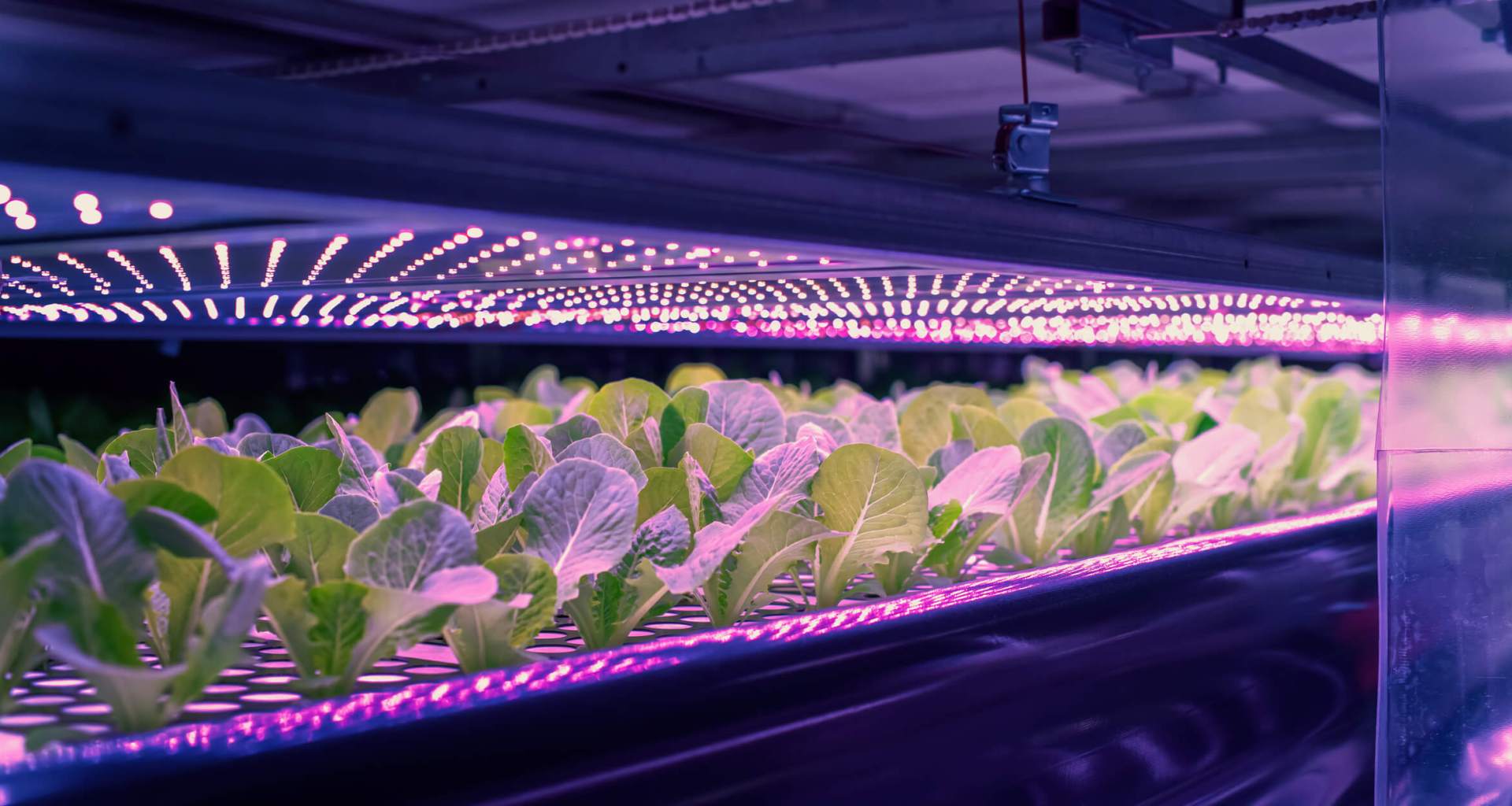 Powering LED Agriculture with MEAN WELL - KnowHow