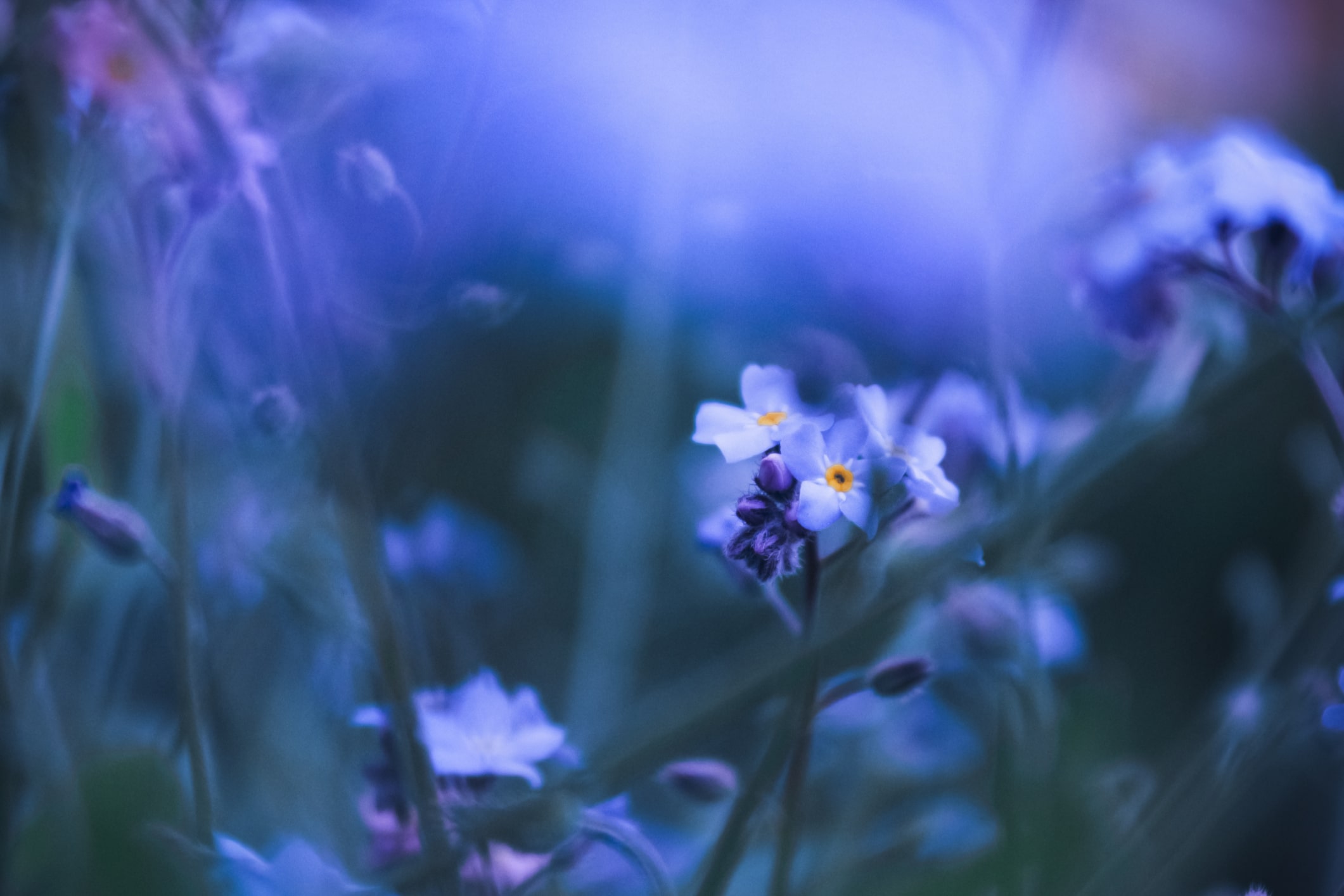 The Purpose of Blue Light in Horticulture - KnowHow