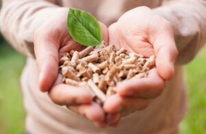Understanding Biomass and Bioenergy: A Sustainable Energy Solution ...