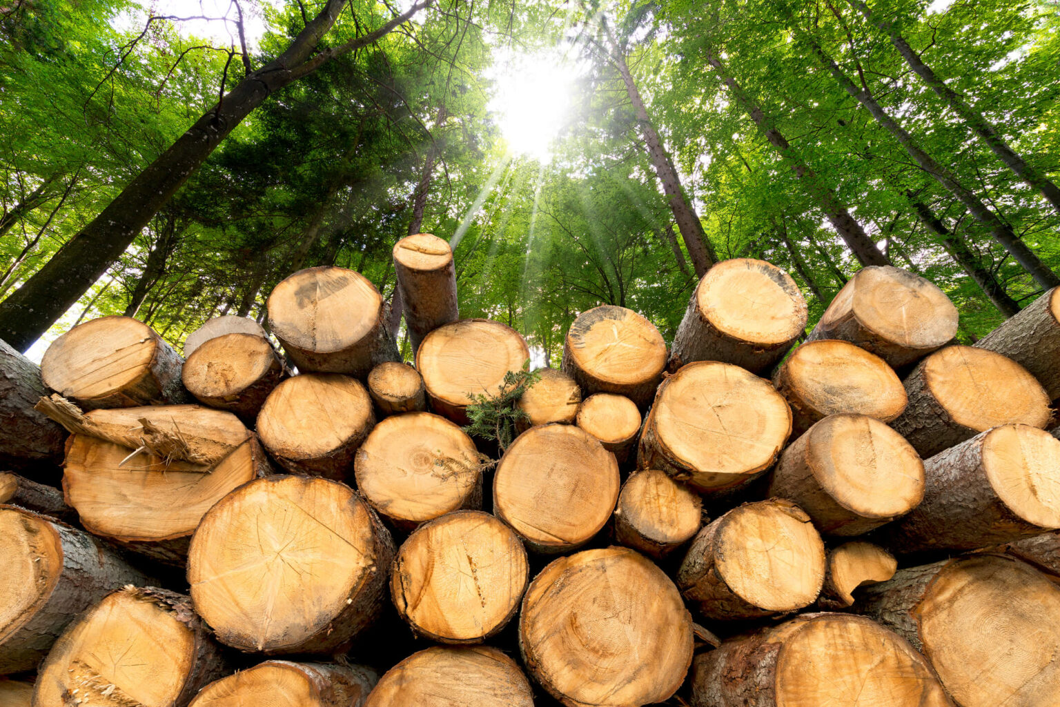 Understanding Biomass and Bioenergy: A Sustainable Energy Solution ...